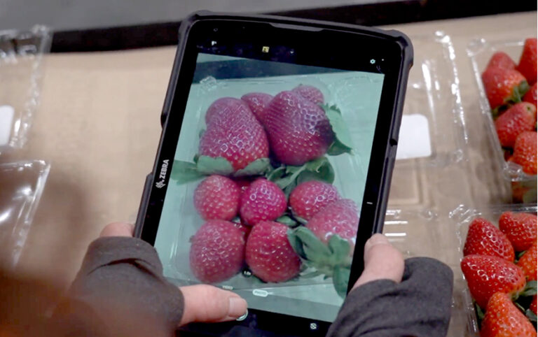 Albertsons launches AI tool to improve produce quality